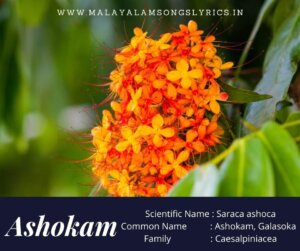Kerala Flowering Plants with Pictures - Malayalam Songs Lyrics