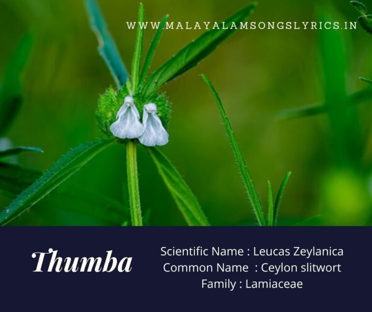 Kerala Flowering Plants with Pictures - Malayalam Songs Lyrics